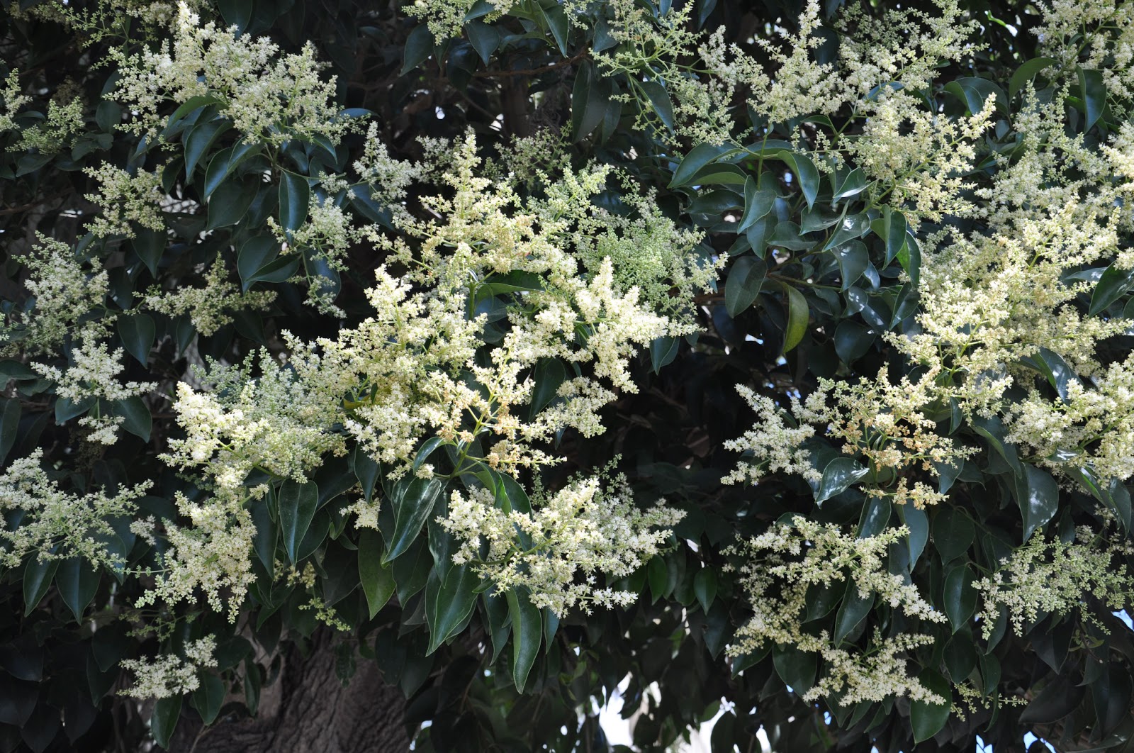 Cagliari in Verde: Il Ligustro in fiore