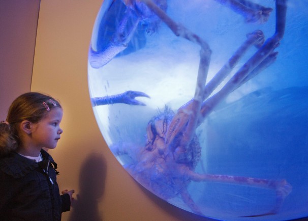 Sebalik Tirai: Besarnye Ketam Labah-Labah