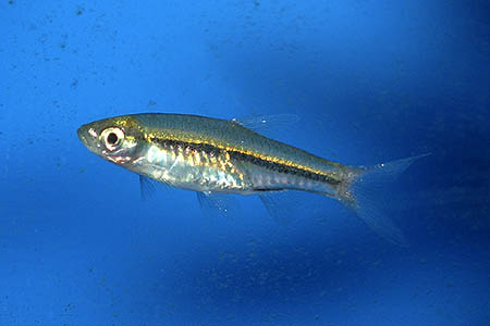 Aquarium Fish: Red Tailed Rasbora
