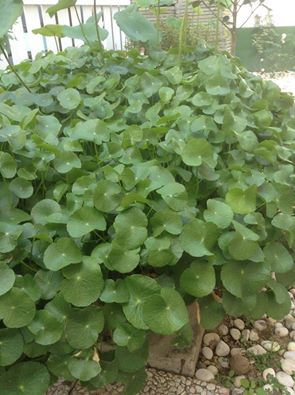 Serenemaklong: Tanam Pegaga Di Pasu Ikan