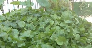 Serenemaklong: Tanam Pegaga Di Pasu Ikan