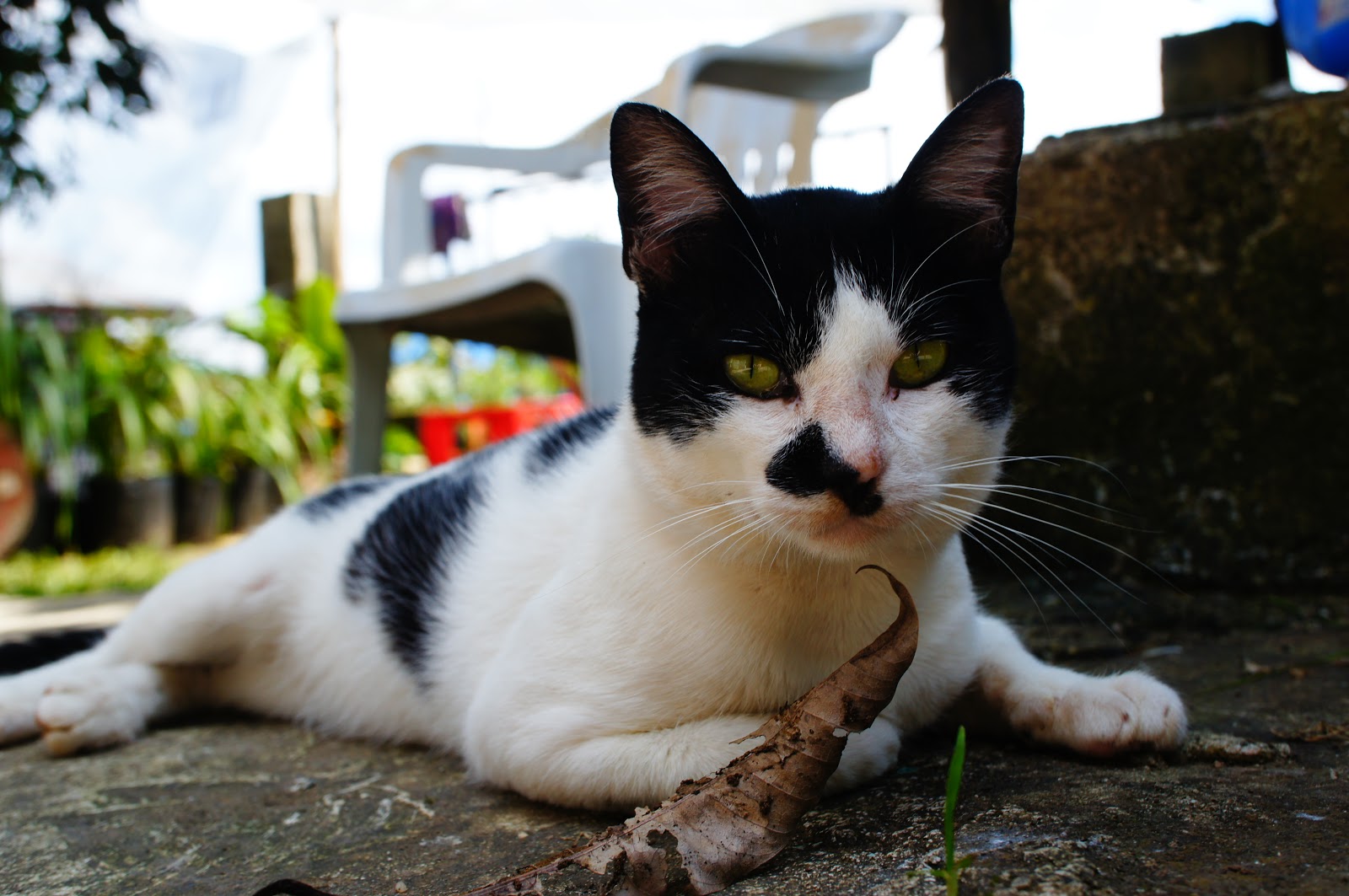 Gorgeous cat free picture for commercial use