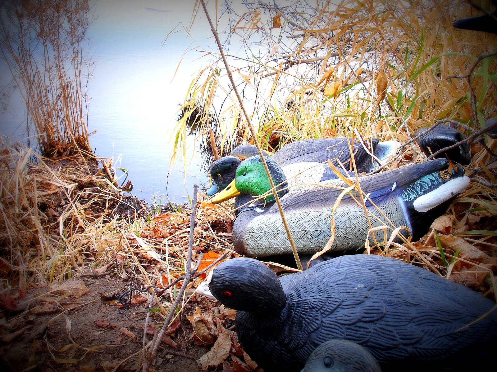 The Reverend Fowl ™: Coot Style | Rough Plate ™ Cooking Series