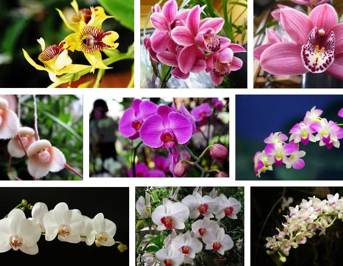 Bunga Anggrek dan Jenis-jenisnya - Koleksi Bunga