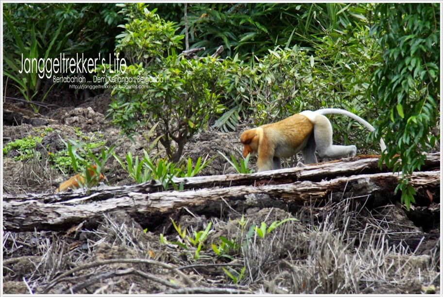 Janggeltrekker's Life: Visit Malaysia 2014: Sandakan, Sabah (Labuk Bay ...