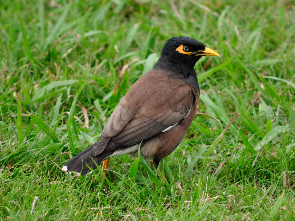Ferd and Beth in Hawaii: Some common birds on Oahu