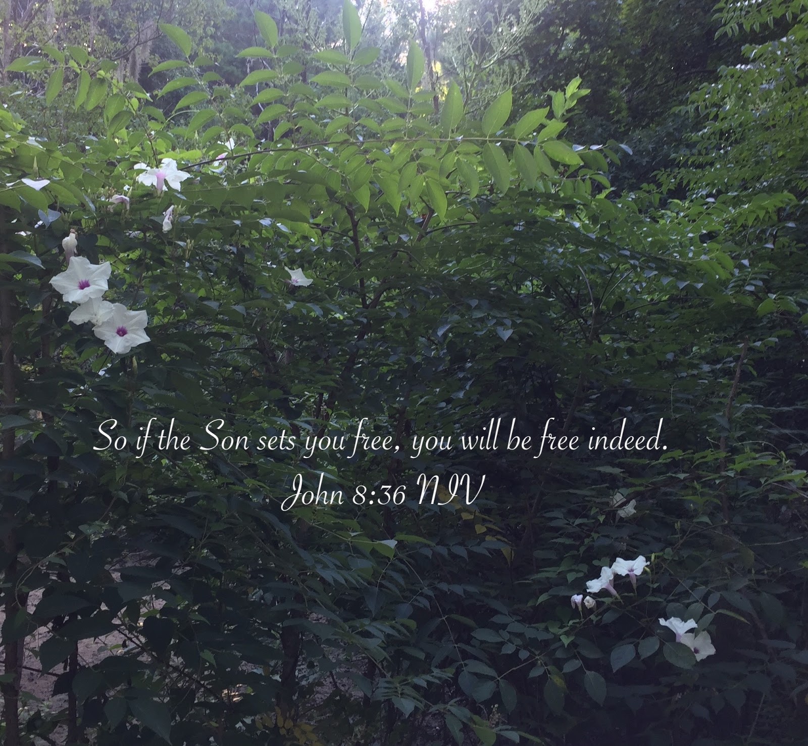 My Strength: John 8:36 - "Who You Say I Am"