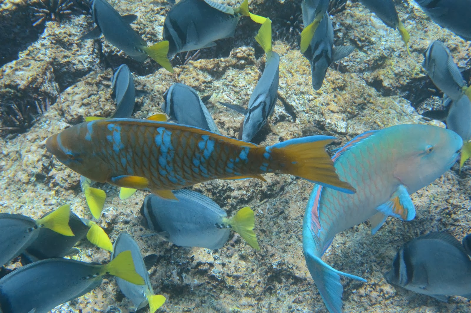 Viva la Voyage: Undersea Life in the Galapagos Islands