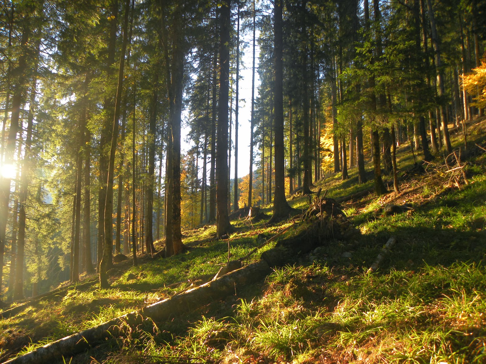 Munte, fotografie si nu numai: Muntii Rarau - vf Giumalau si Pietrele ...