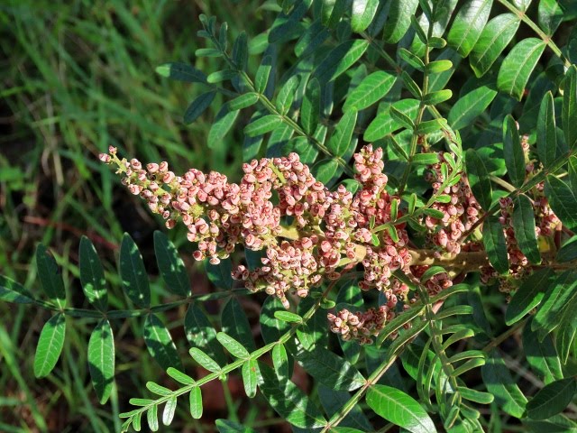 " Welcome to Lavender Dreams ": Winged Sumac and Florida wildflowers