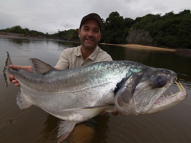 VAMPIRE FISH - Amazon River Monsters - IShareNewss