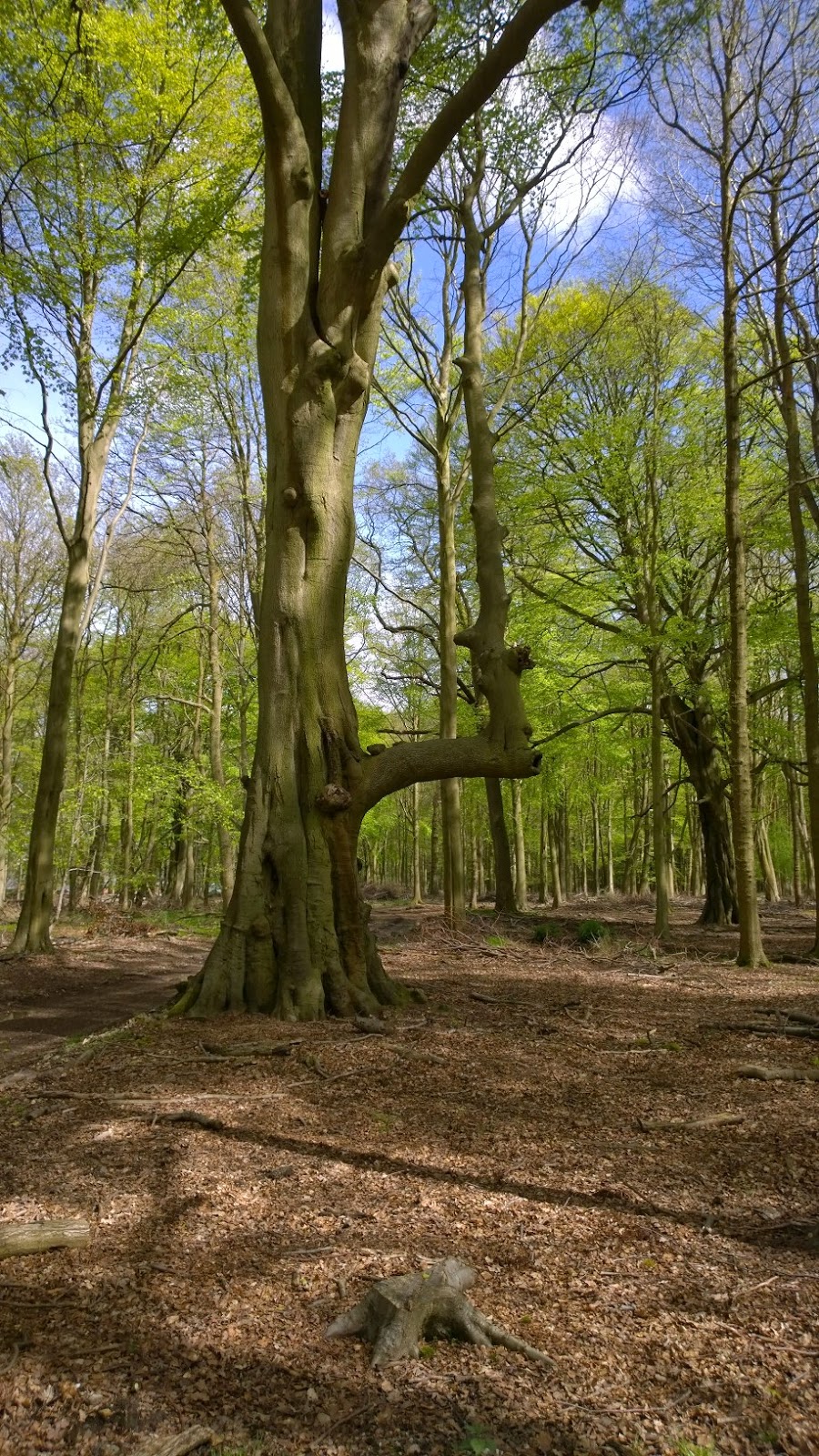 Notes for my Children's Therapist: The Pooping Tree