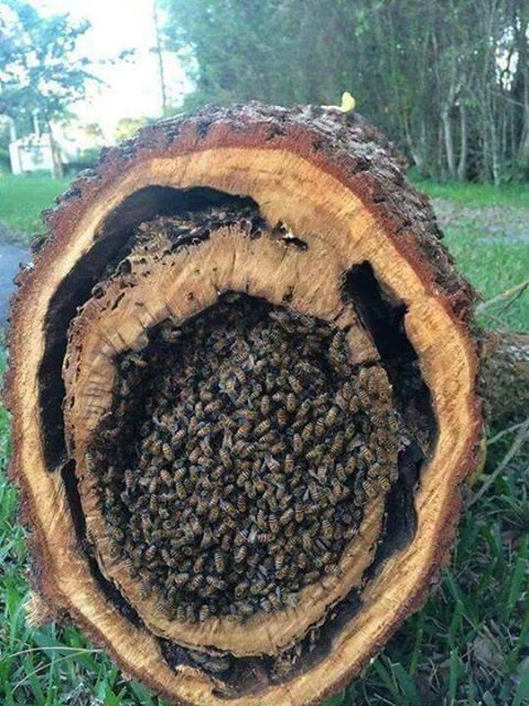 CORONA APICULTORES: COLMENA EN EL TRONCO DE UN ARBOL