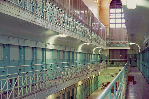 Harfang Voyageur: un prisonnier