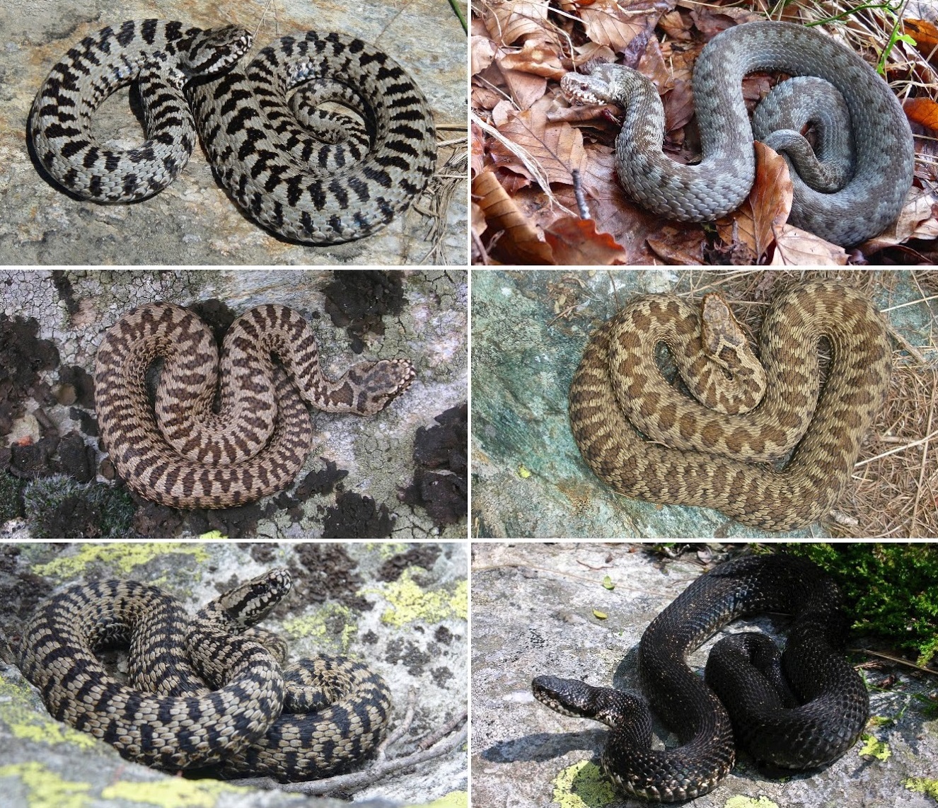 Species New to Science: [Herpetology • 2016] Vipera walser • A New ...