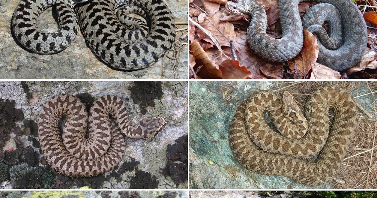 Species New to Science: [Herpetology • 2016] Vipera walser • A New ...