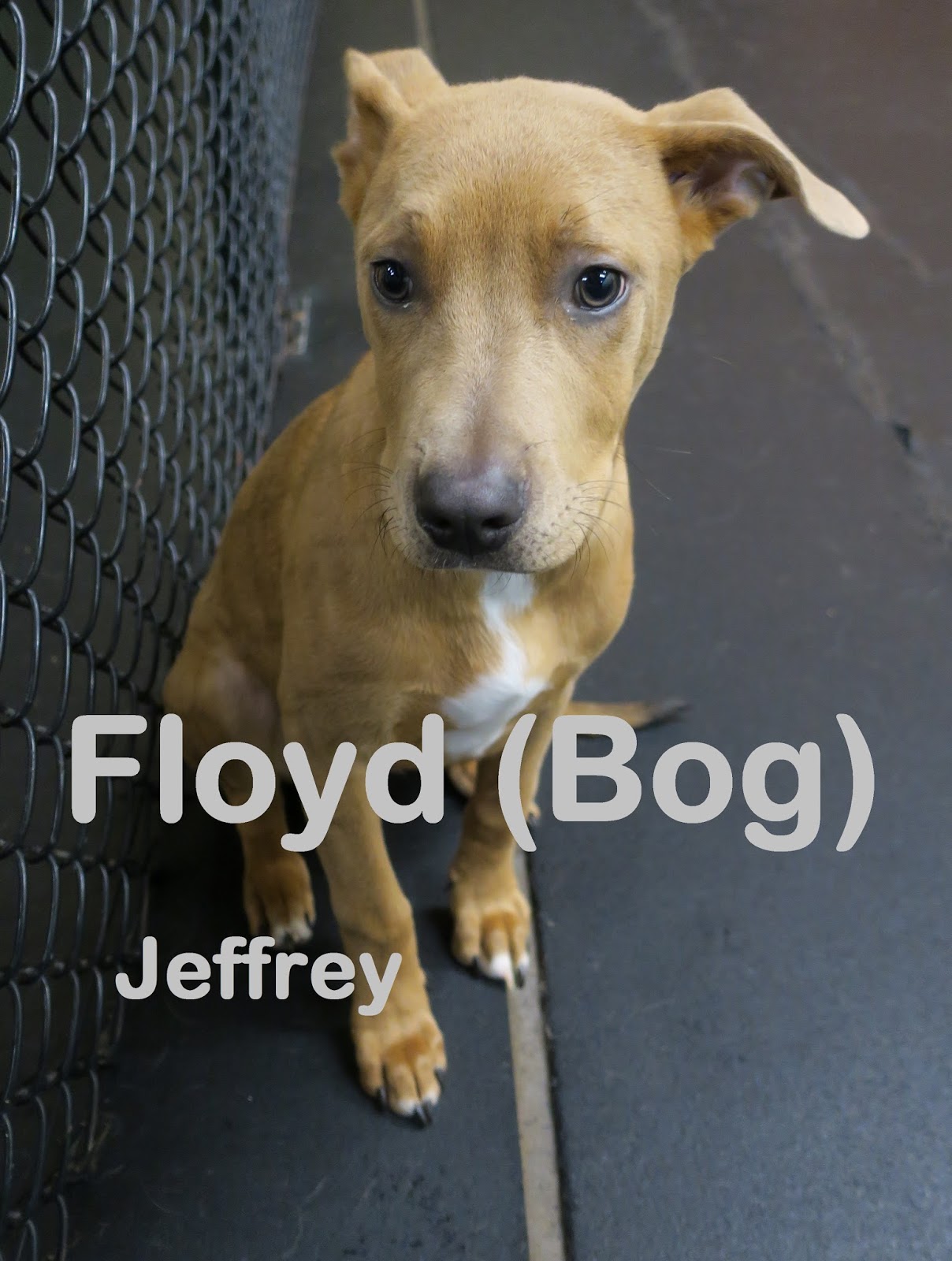 Fort Fido Dog Daycare & Boarding News Blog: Floyd