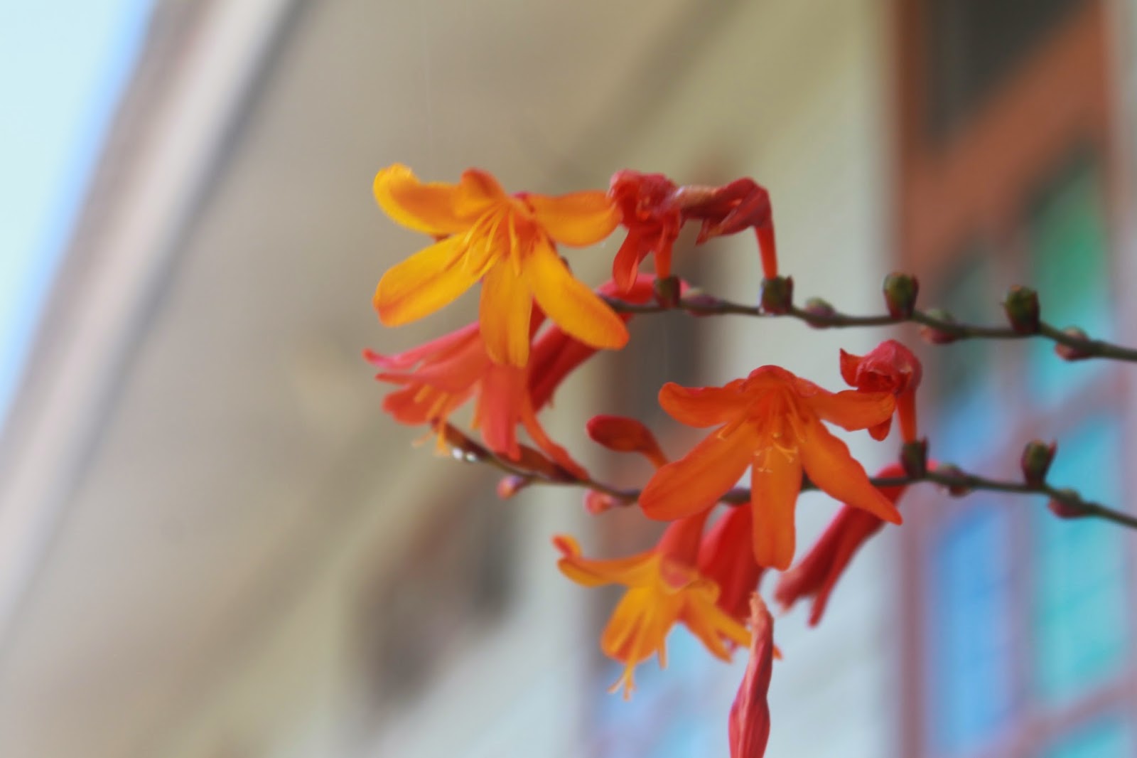 Bunga Papua Terlengkap | Budaya Papua