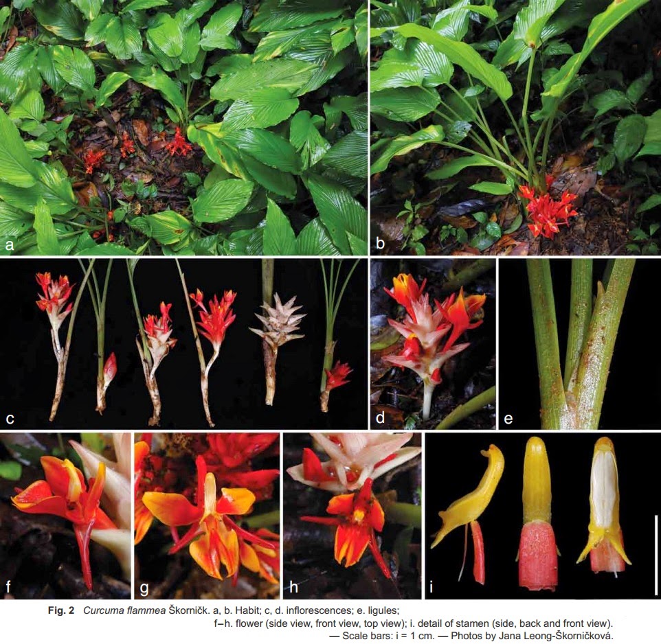 Species New to Science: [Botany • 2014] Three New Ginger Species ...