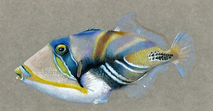 Diederich's Art Blog: Prismacolor Pencil Picasso? Fish