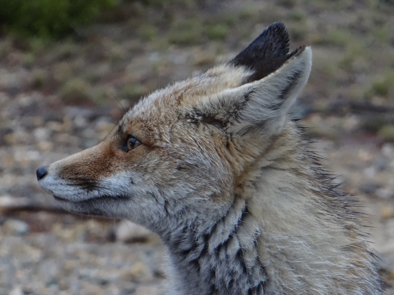 EL RINCÓN DEL VIEJO FORESTAL: ZORRO COMÚN (Vulpes vulpes iberico)