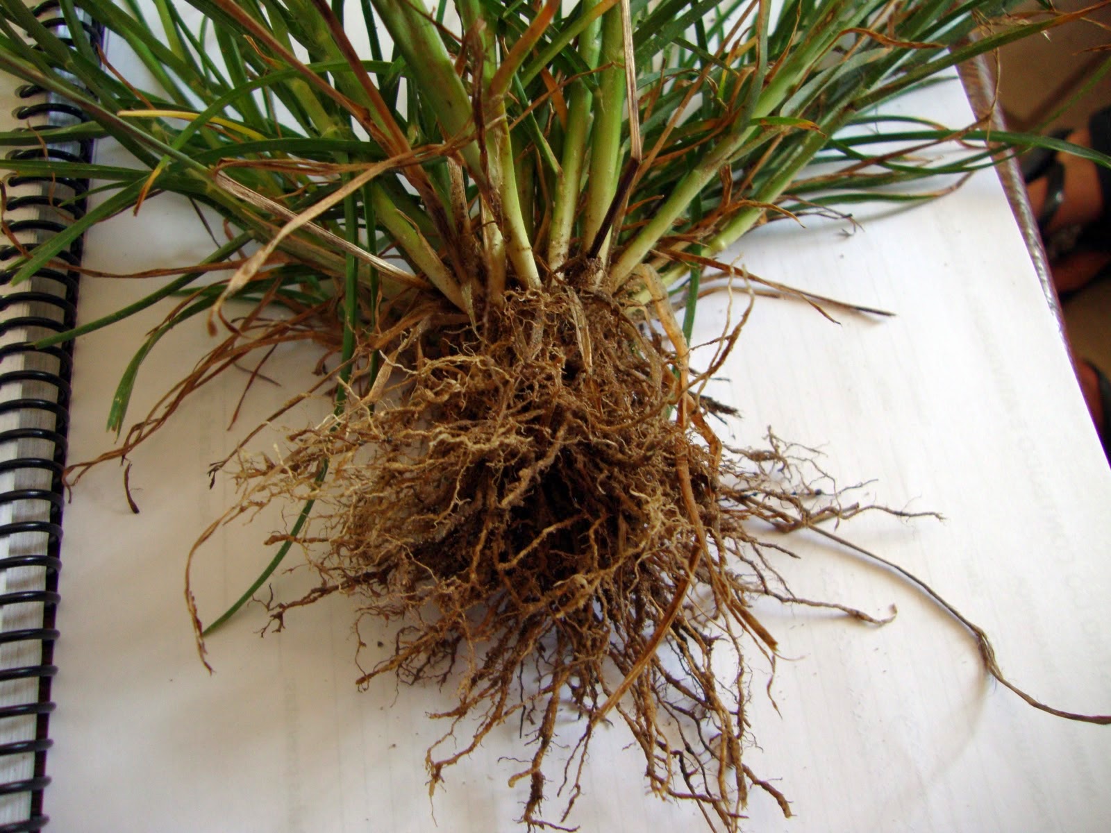 plan de trabajo 4b: Ciencias Naturales