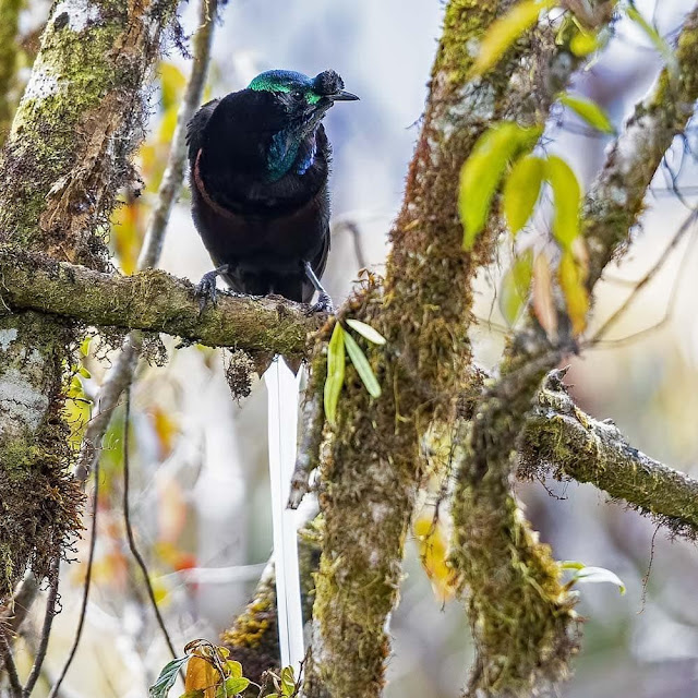 10 Burung dengan Bentuk Ekor Terbaik, Bikin Mata Terpana