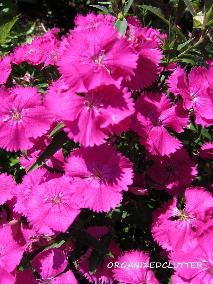 Dianthus: A Cottage Garden Flower - Organized Clutter