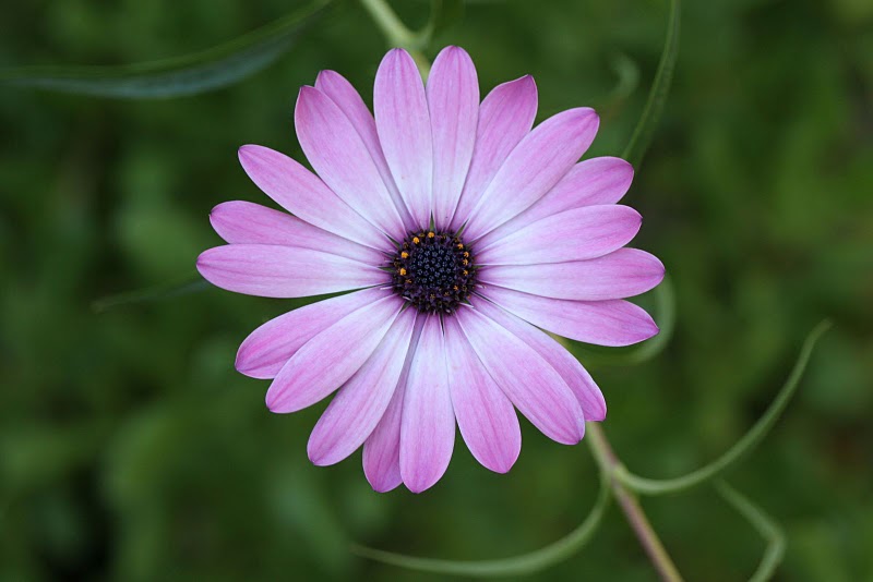 Rising Kashmir: April 2011