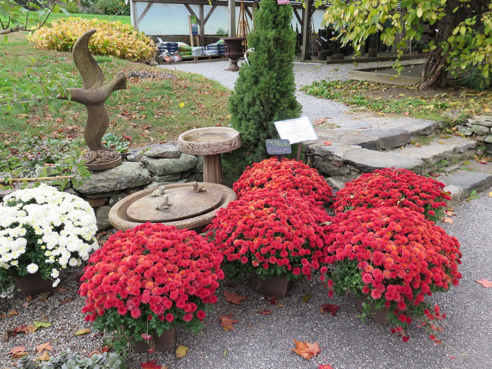 Ciao Domenica: A New England Fall