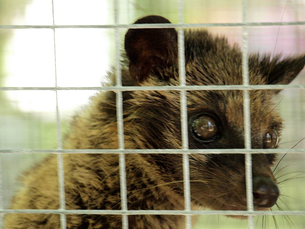 Bayi Musang Nyusu Ke Induk Kucing | Drh. Fira Sovica