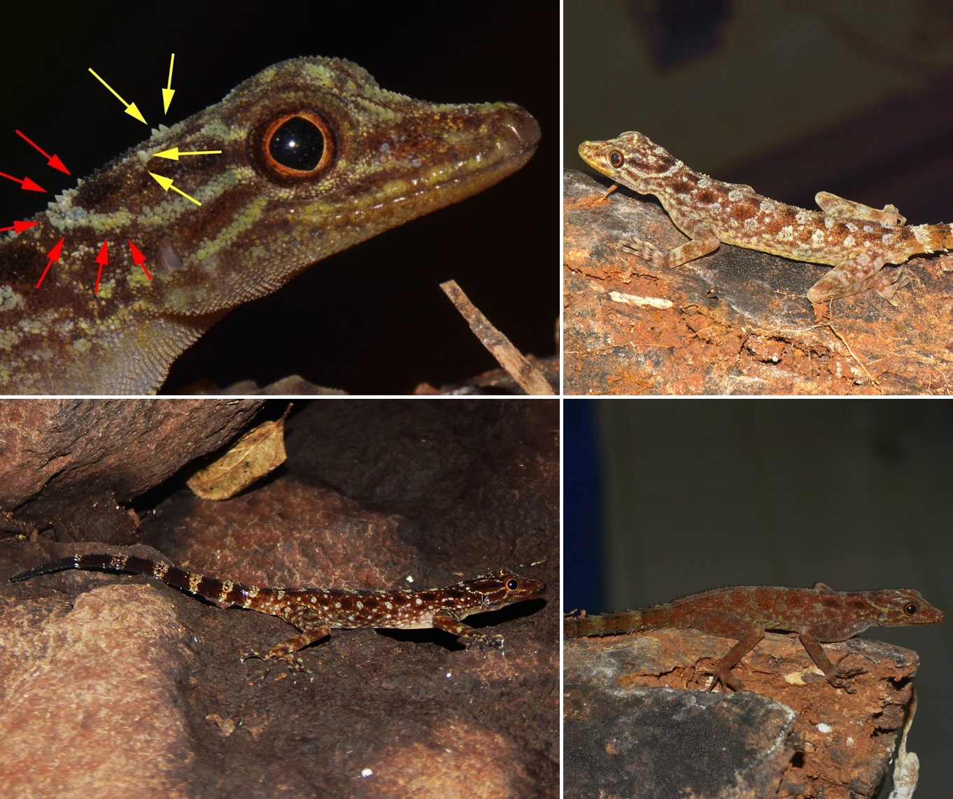 Species New to Science: [Herpetology • 2019] Cnemaspis muria • Hiding ...