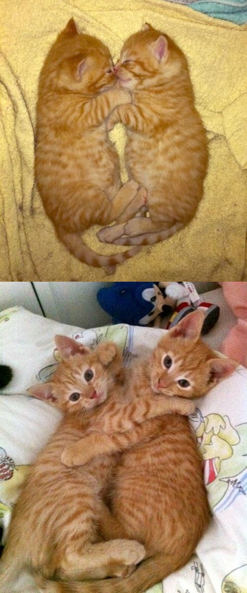 Cats, Then and Now (24 pics) | Amazing Creatures