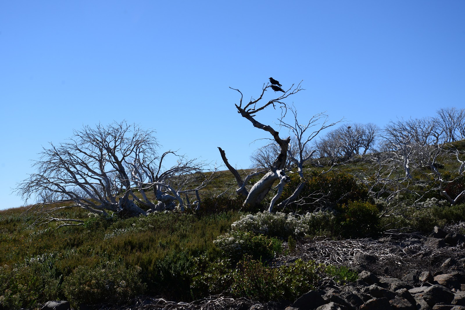 walkabouters club of victoria inc: Pretty Valley - Tawonga Huts - Mount ...