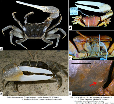 Species New to Science: [Crustacea • 2015] Uca (Xeruca), A New Subgenus ...