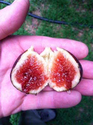 Figs Fort Smith!: Starting a Fig Orchard