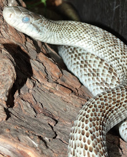 Reptiles Amphibians & Fish: JAPANESE RAT SNAKE - ELAPHE CLIMACOPHORA