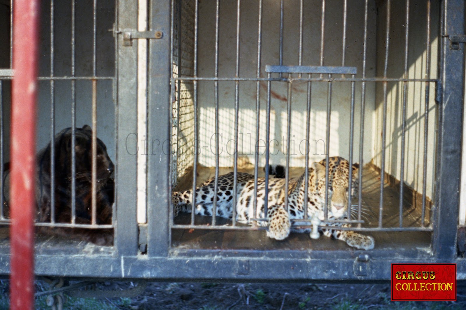 Circus -Collection: Ballade dans les ménageries du 20 eme siècle