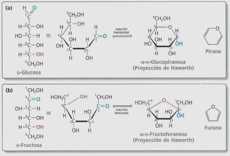 Apuntes de Bioquímica: febrero 2014