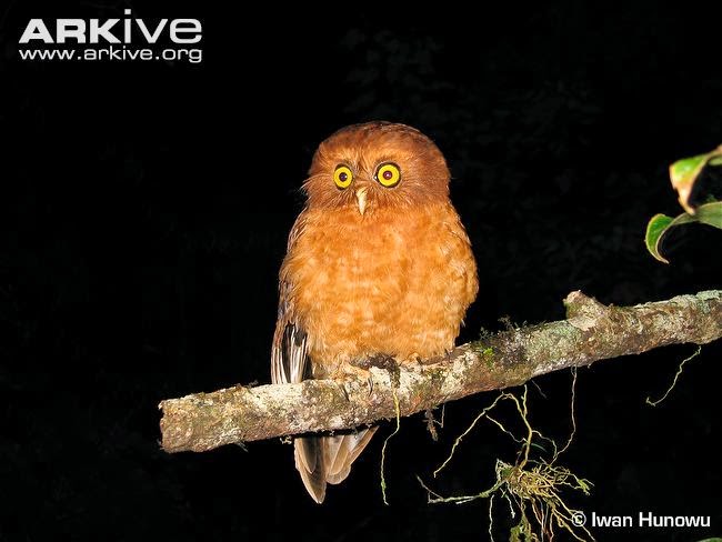 Tierra de lechuzas, búhos, mochuelos, autillos, cárabos: Ninox de ...