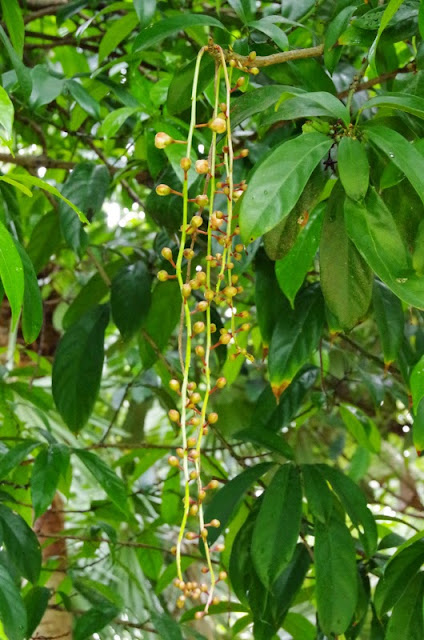 Trees and Plants: Putat Kampung