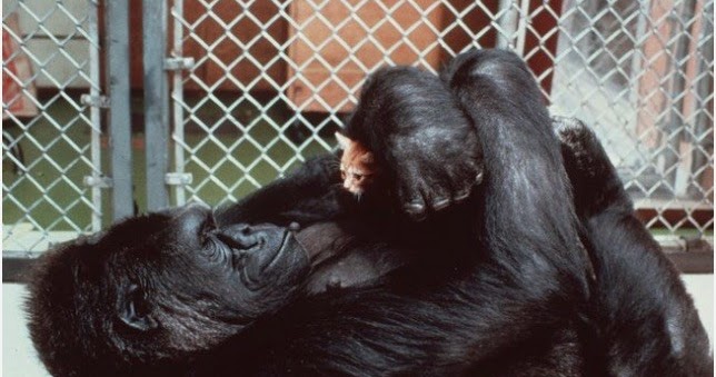 ken atchity door to door: A Conversation With Koko [via Nina Reznick]