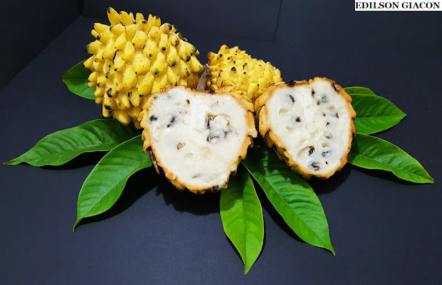 Viveiro Ciprest - Plantas Nativas e Exóticas: Fruta do Conde ou Beribá ...