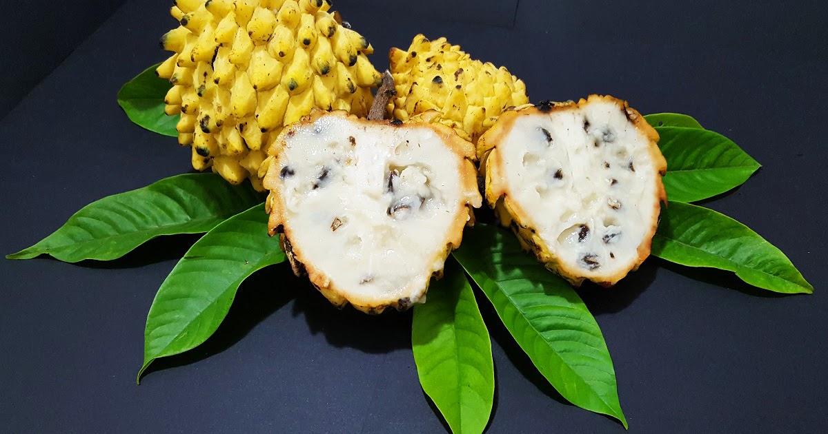 Viveiro Ciprest - Plantas Nativas e Exóticas: Fruta do Conde ou Beribá ...