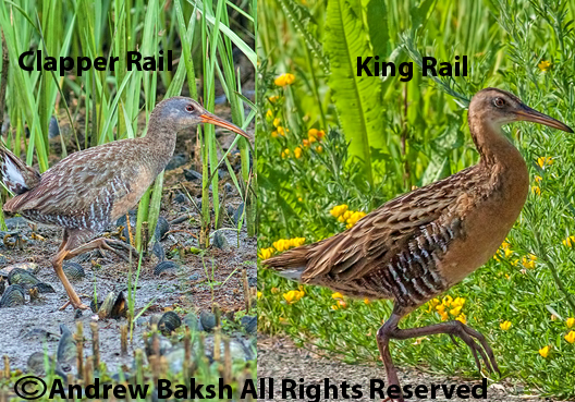 Birding Dude: Photo Study of Clapper Rail and King Rail...