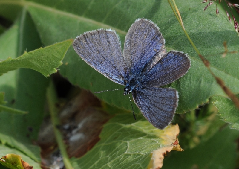 Butterflies of Turkey: Phengaris rebeli / Mountain Alcon Blue / Rebel ...
