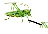 LA TAXONOMÍA EN ANIMALES: GRILLO