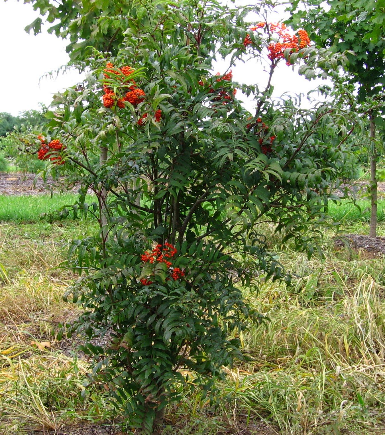Trees Planet: Sorbus americana - American Mountain-Ash