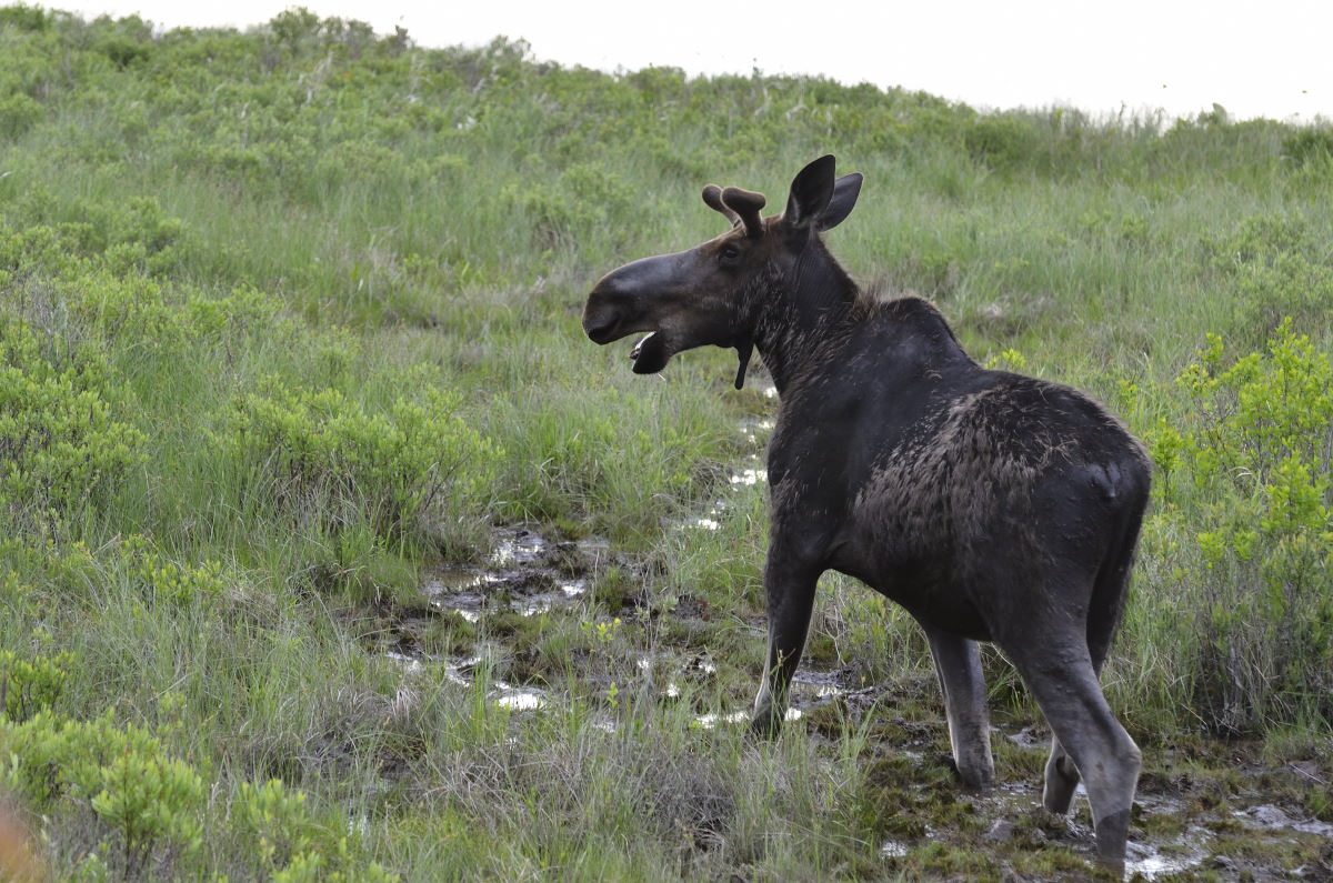Katahdin, The Maine North Woods and Florida: Moose on Compass Pond