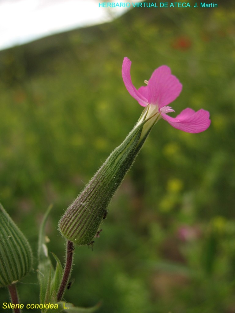 Flora silvestre de Ateca: Silene conoidea.